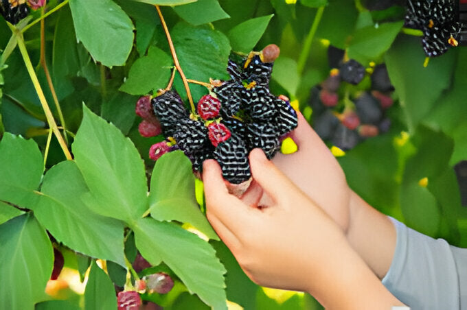 Blackberry Plant Care Tips and Tricks – penseberryfarm.com