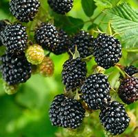 Buy Blackberry Plant Varieties | Thornless Blackberry Shrubs, Bushes ...