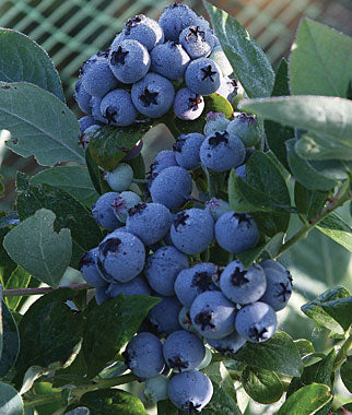 CLOCKWORK BLUEBERRY ((SOLD OUT)) – penseberryfarm.com