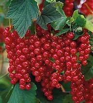 Rovada Red Currant – penseberryfarm.com