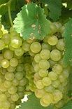 Cayuga Grape | Best Grapes For Wine – penseberryfarm.com