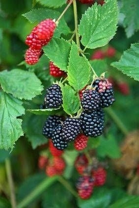Buy Triple Crown Thornless Blackberry Plants – penseberryfarm.com
