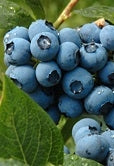 Blue Jay Northern Highbush Blueberry – penseberryfarm.com