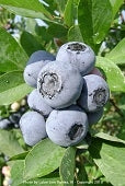 Buy Misty Southern Highbush Blueberry Plants – penseberryfarm.com