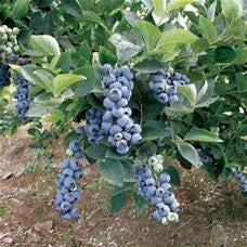 Biloxi Southern Highbush Blueberry – penseberryfarm.com