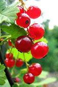 Red Lake Currant -Red Currant Varieties – penseberryfarm.com