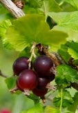 Josta Berry |Jostaberry Plants for Sale – penseberryfarm.com