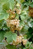 White Imperial Currant plants for Sale – penseberryfarm.com