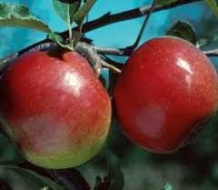 Liberty Apple Tree | Apple Tree For Sale – penseberryfarm.com