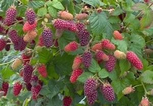 Tayberry Discount – penseberryfarm.com