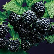 Buy High Quality Jewel Black Raspberry Plants | Black Raspberry Plants ...