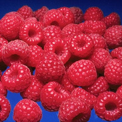 Prelude Red Raspberry Plants for Sale – penseberryfarm.com