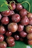 Catawba Grapes | catawba grape wine – penseberryfarm.com