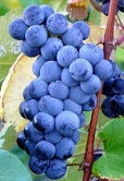Fredonia Grapes – penseberryfarm.com
