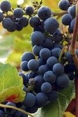 Valiant Grapes for Sale| Concord Grapes – penseberryfarm.com