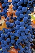 Venus Grape | Venus Seedless Grapes – penseberryfarm.com
