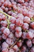 Canadice Grapes - seedless grapes – penseberryfarm.com