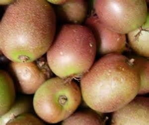 Anna Hardy Kiwi Plants for Sale – penseberryfarm.com